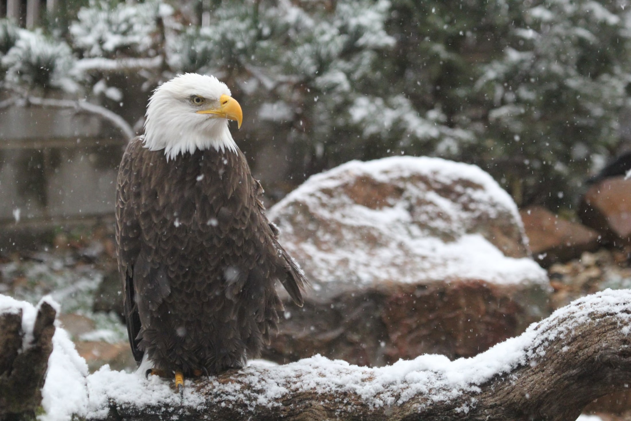 Kchemko gises — Big Bear Moon — at the CPN Eagle Aviary - Potawatomi.org