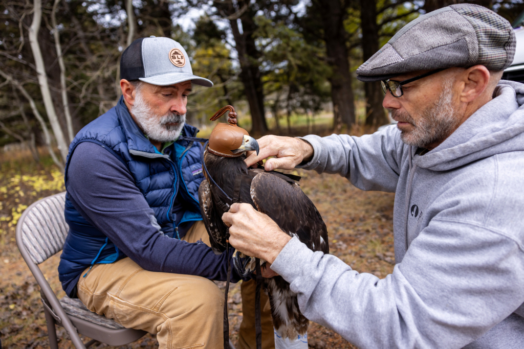 CPN Eagle Aviary releases two golden eagles - Potawatomi.org
