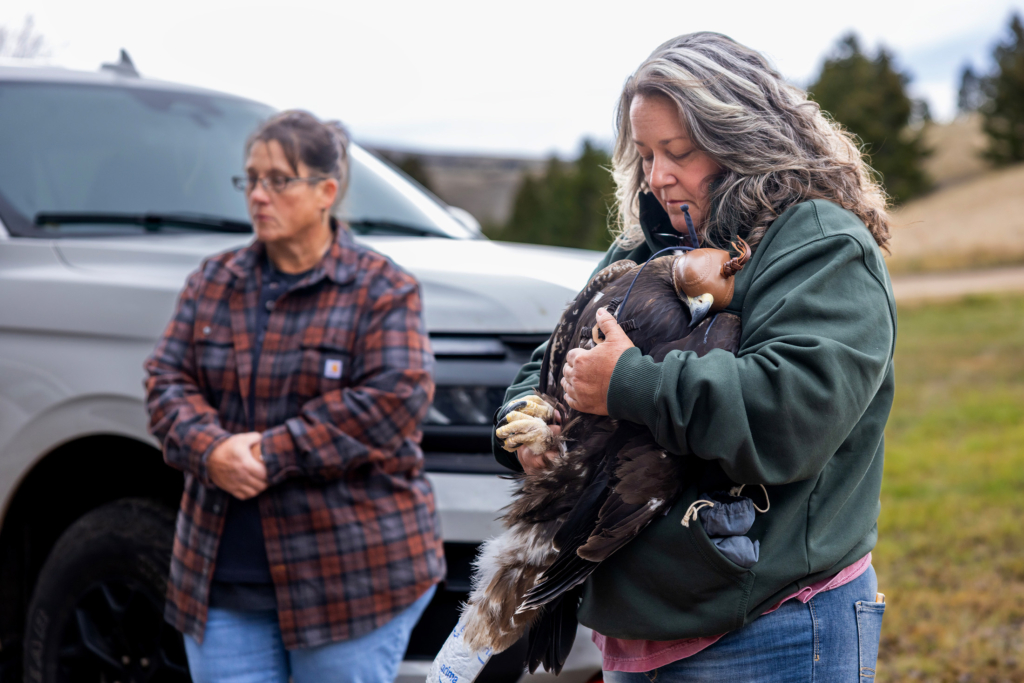 CPN Eagle Aviary releases two golden eagles - Potawatomi.org