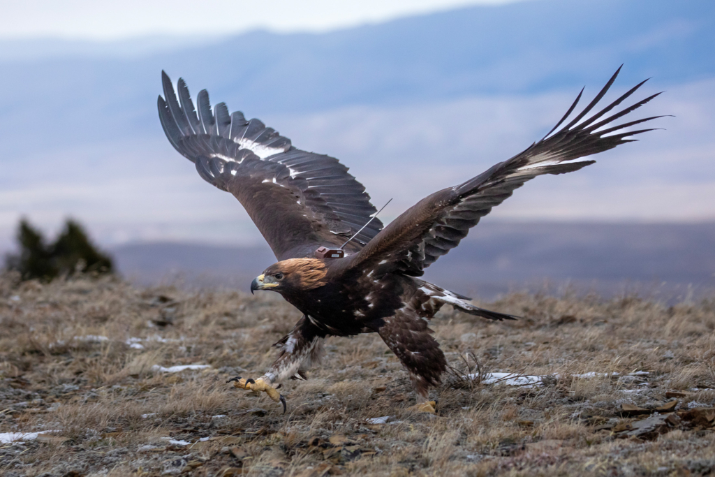 CPN Eagle Aviary releases two golden eagles - Potawatomi.org