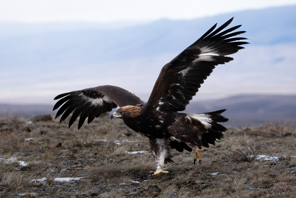 CPN Eagle Aviary releases two golden eagles - Potawatomi.org