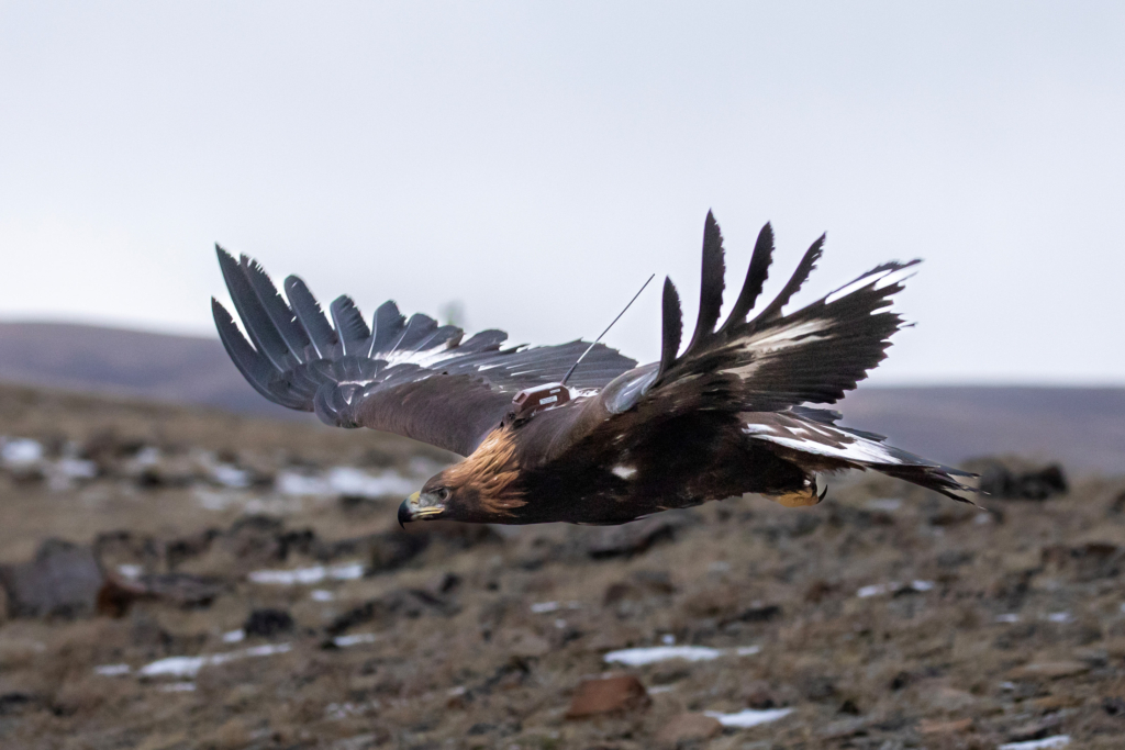 CPN Eagle Aviary releases two golden eagles - Potawatomi.org
