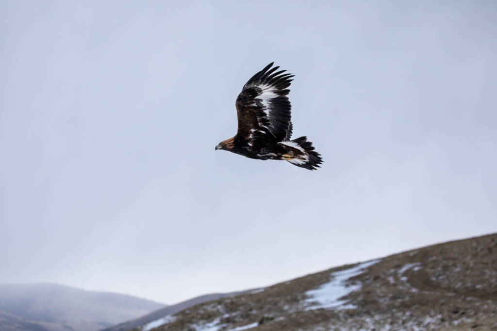 CPN Eagle Aviary releases two golden eagles - Potawatomi.org